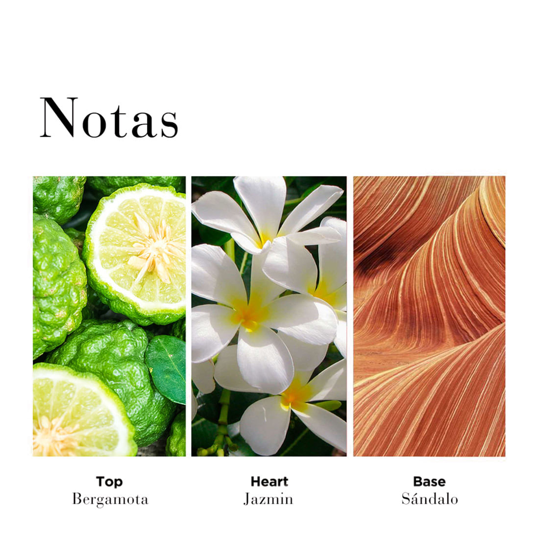 Sunflowers EDT Elizabeth Arden - Rouge Perfumerías: Le Parfum, Le Couleur