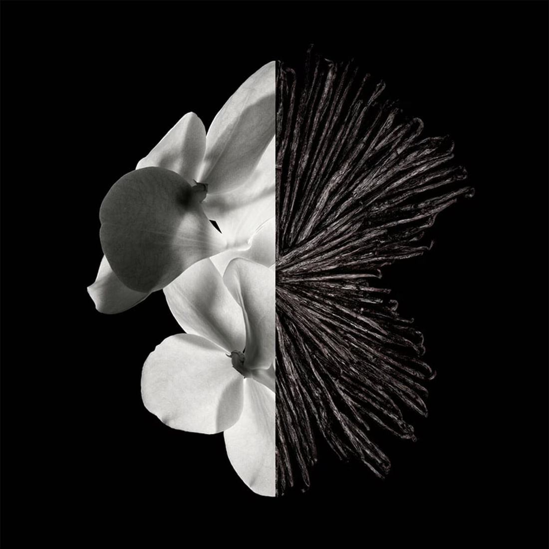 Gentleman New EDP 100 ml de Givenchy - Beauty24